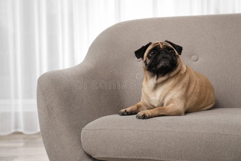 Happy cute pug dog on sofa stock photo. Image of lovely - 140212734