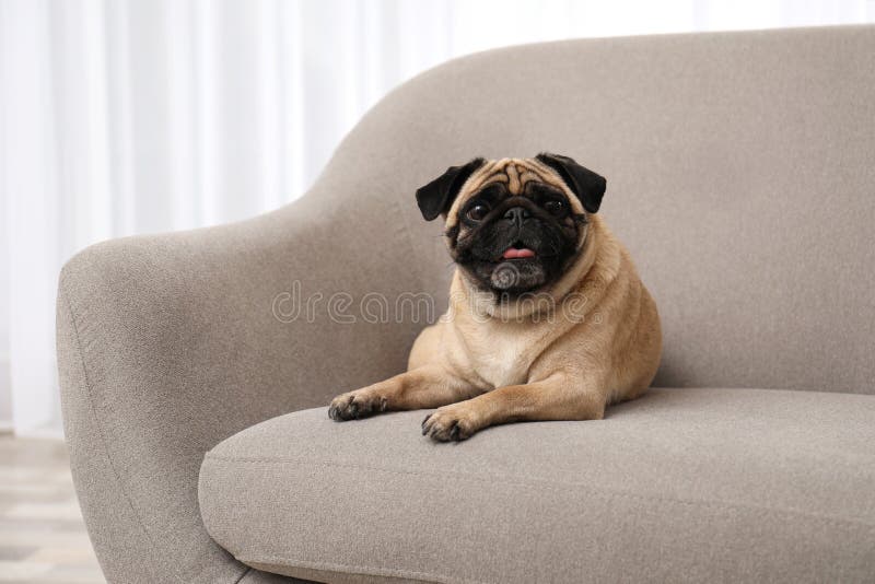 Happy cute pug dog on sofa stock image. Image of lovely - 140212797