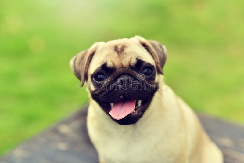 Happy cute Pug stock image. Image of puppy, purebred - 96886689