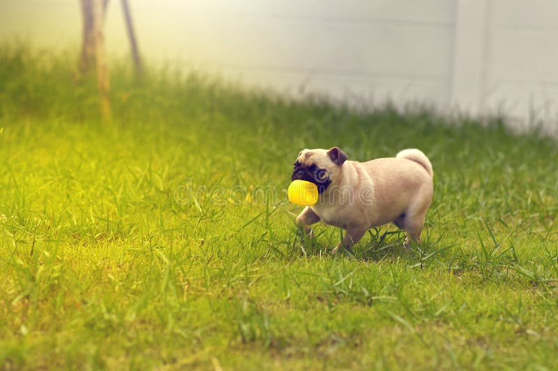 Happy cute Pug stock photo. Image of playing, field, animal - 96828652