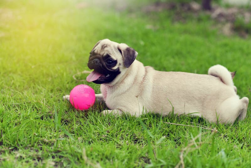 Happy cute Pug stock photo. Image of puggle, canine, field - 96829382