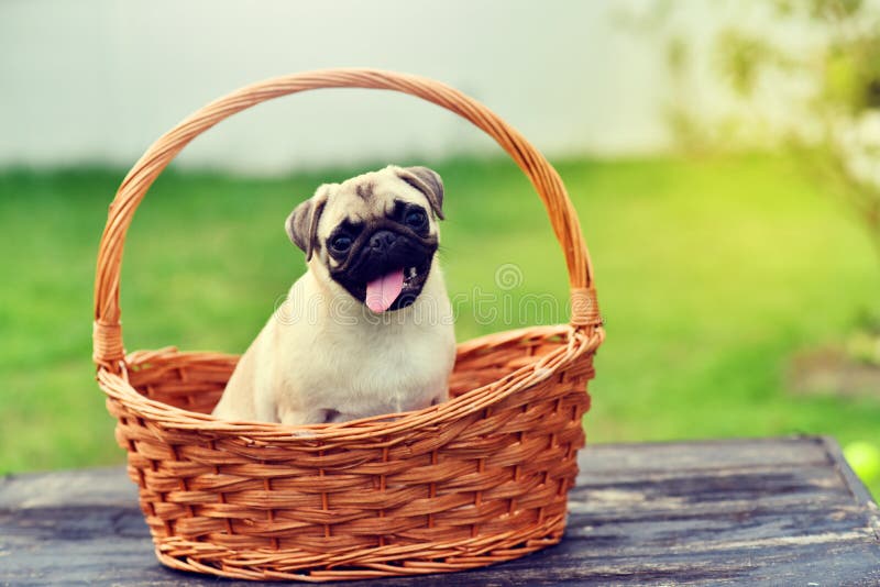 Happy cute Pug stock photo. Image of basket, purebred - 96886878