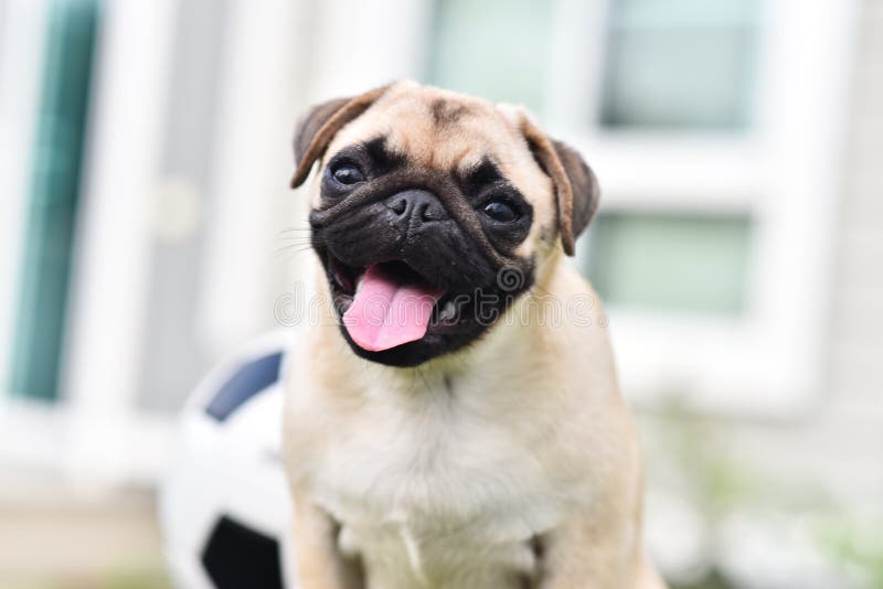 Happy cute Pug stock photo. Image of doggy, basket, smiling - 97099454