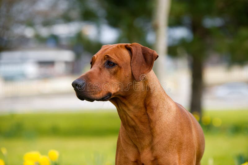 Cute Rhodesian Ridgeback stock photo. Image of attentive - 973850