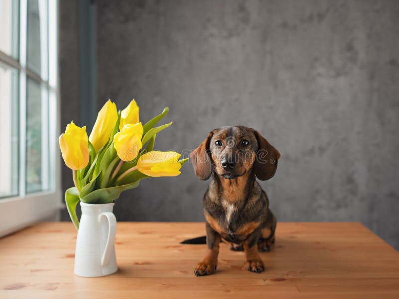 Happy Dachshund Stands in Yellow Tulips. Stock Photo - Image of outdoor ...