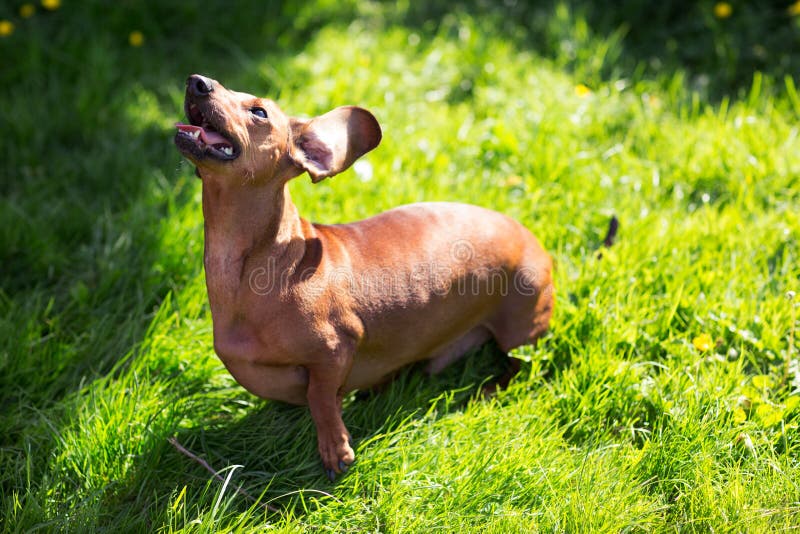 Happy Dachshund stock image. Image of dachshund, happy - 73698809