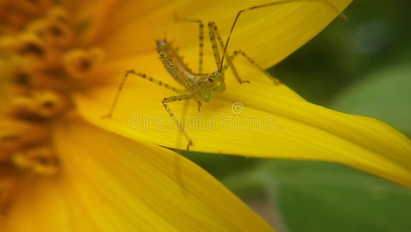 Insect Sun, on Sunflower Seeds Stock Image - Image of white, created ...