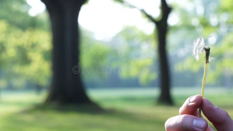 Happy Dandelion Blowing in the Park during Spring Stock Video - Video ...