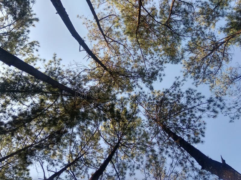 Happy day in pine forest stock image. Image of light - 147994261