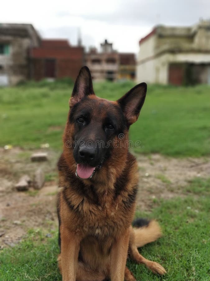 Happy day stock image. Image of happy, german, shepherd - 122123731