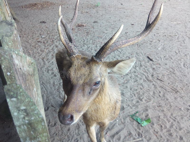 Happy dear at the forest stock image. Image of antelope - 224697619