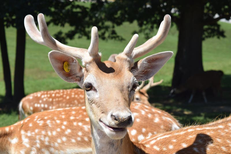Smiling Deer, in India. stock photo. Image of head, childhood - 200589592