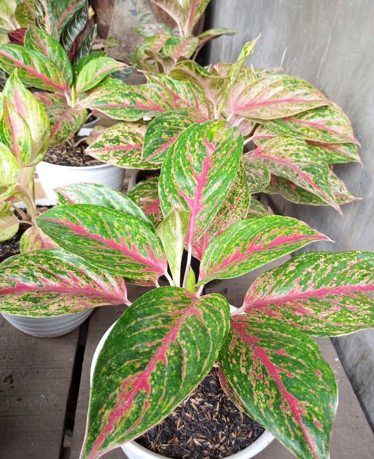 Happy Dipen Flower Stock Photos - Free & Royalty-Free Stock Photos from ...