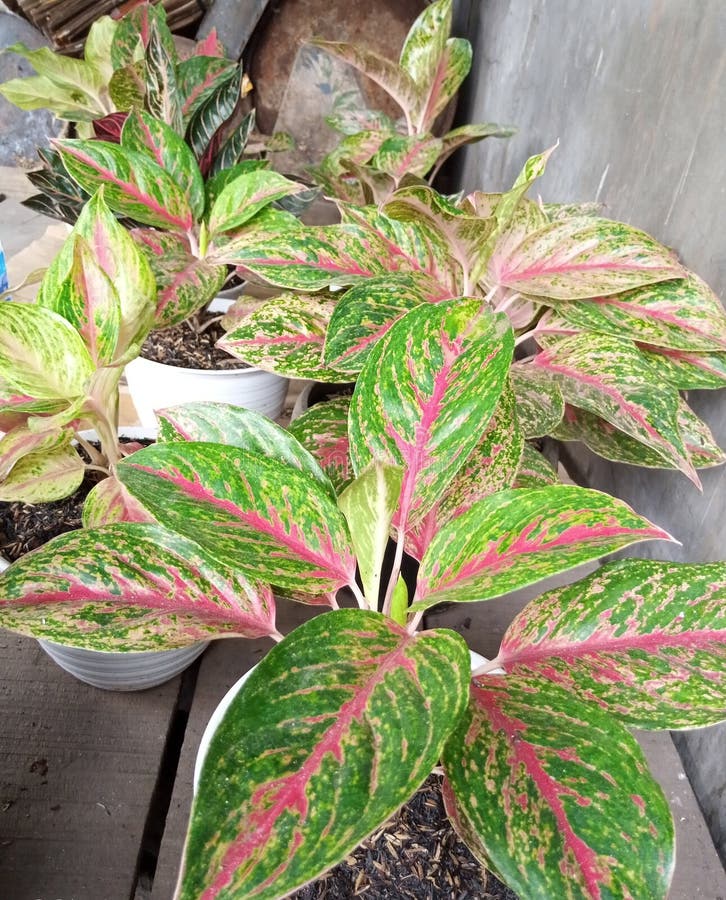 Dipen Flower Stock Photos - Free & Royalty-Free Stock Photos from ...