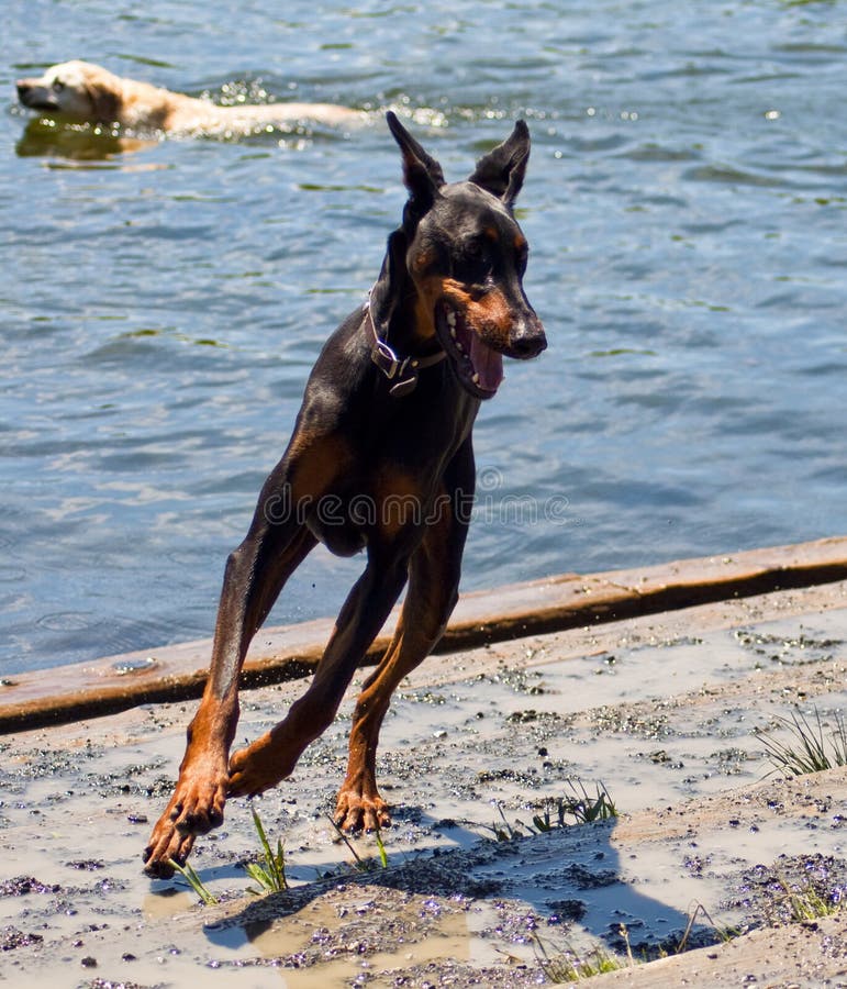 Happy Doberman dog stock photo. Image of grass, action - 17539774