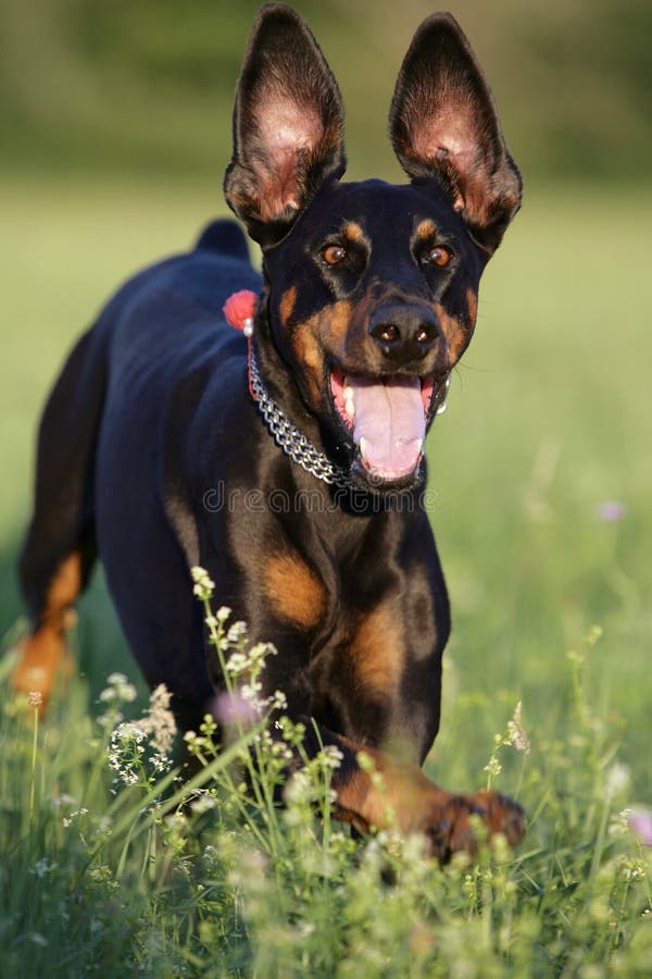 Happy Doberman dog stock photo. Image of grass, action - 17539774