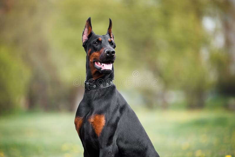 Happy Doberman Dog Portrait Outdoors in Summer Stock Image - Image of ...