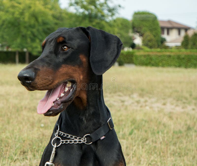 Happy Dobermann Dog stock image. Image of dobermann, dogs - 98107667
