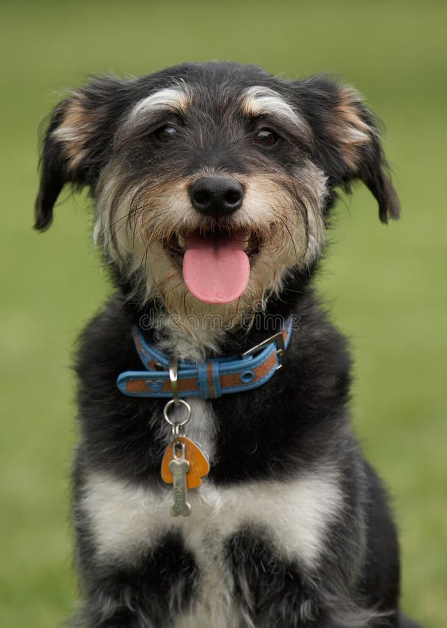 Happy dog stock image. Image of canine, happy, puppy, portrait - 1800377