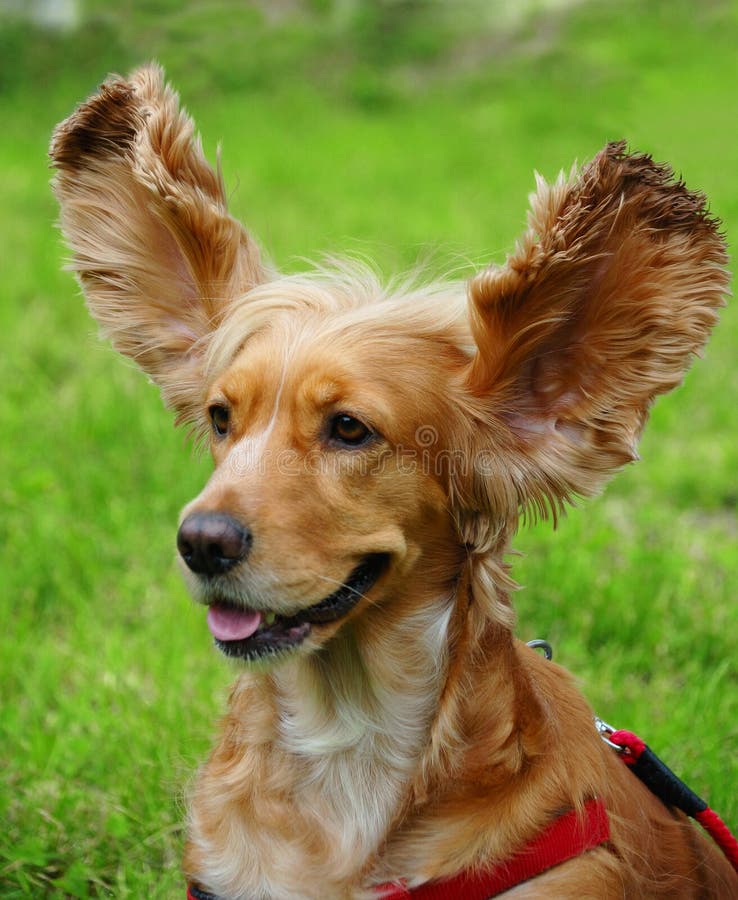 Happy dog stock image. Image of looking, animal, huge - 22379923