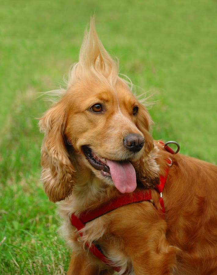 Happy dog stock image. Image of large, looking, portrait - 22379933