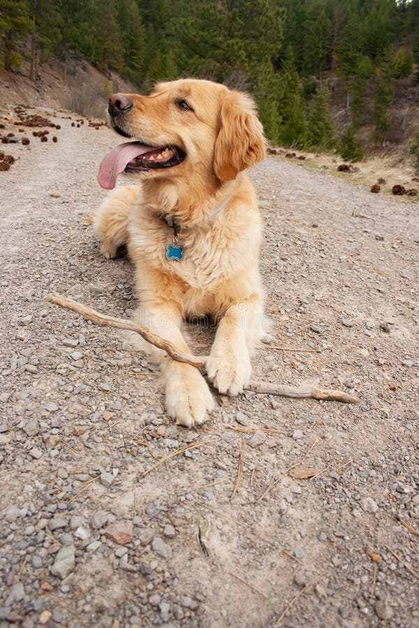 Happy Dog stock photo. Image of happy, animal, smiling - 25244776