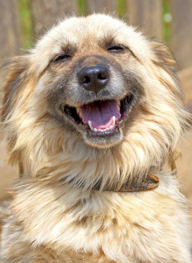 Happy dog stock image. Image of cute, canine, asking - 25459383