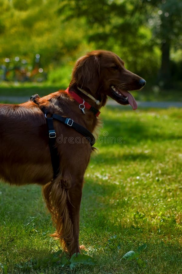 Happy dog stock photo. Image of pooch, canine, magazine - 2578838
