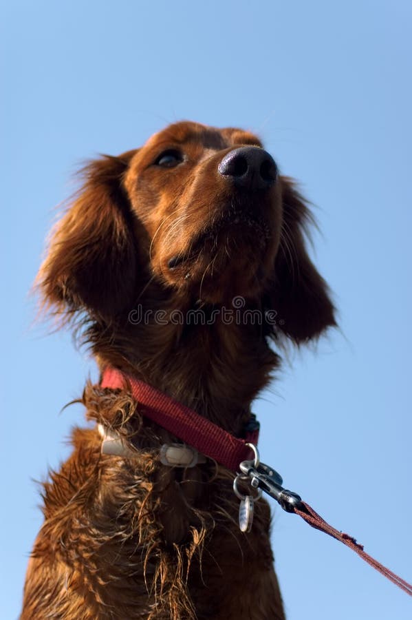 Happy Dog Picture. Image: 2578864