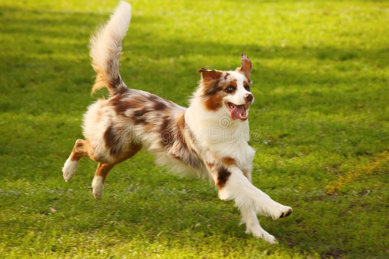 Happy dog stock photo. Image of feet, agile, beautiful - 25885398