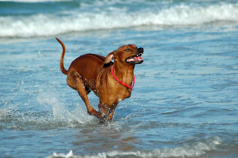 Happy dog stock image. Image of active, doggy, funny, dogs - 2815935