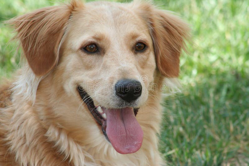 Happy Dog stock photo. Image of cute, nature, smile, outside - 4822392