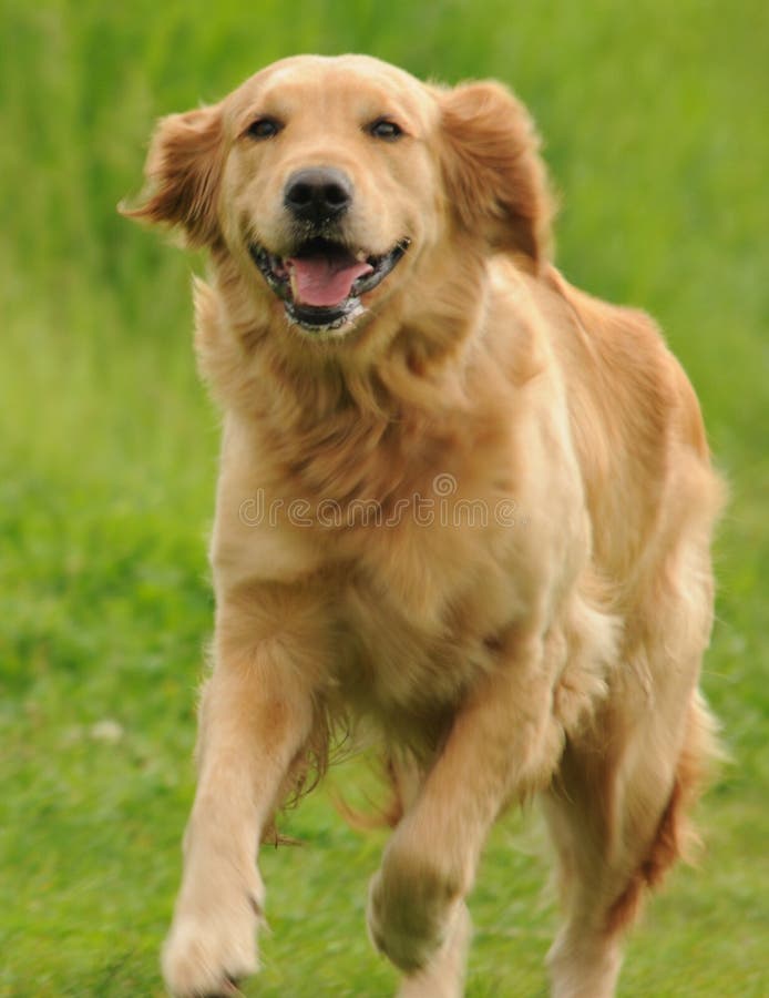 Happy Dog stock image. Image of meadow, golden, fast, retiever - 5730687