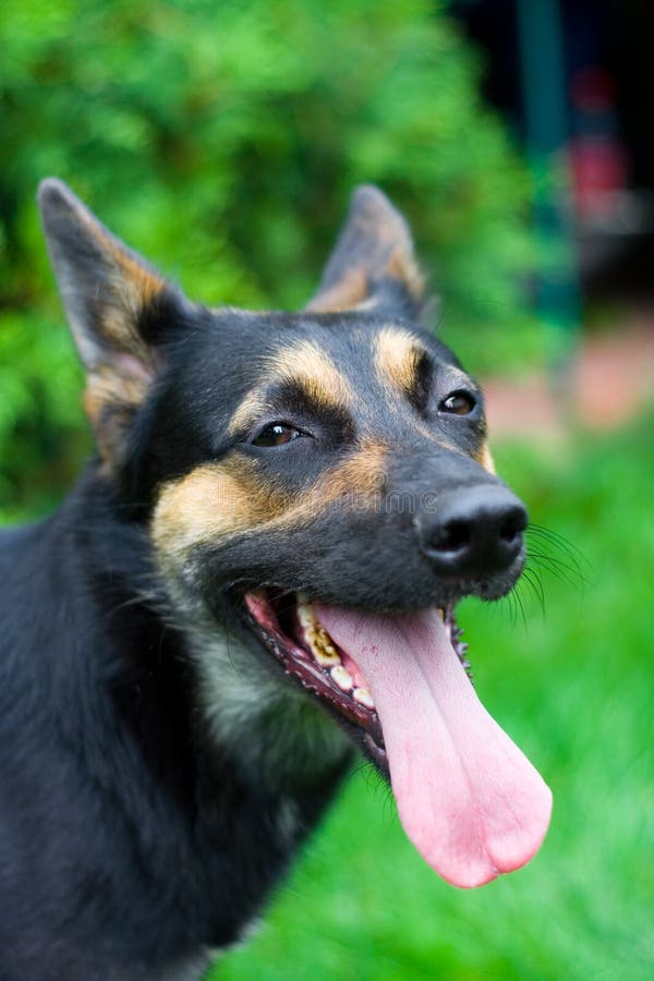 Happy dog stock photo. Image of hound, nature, nice, look - 6808008