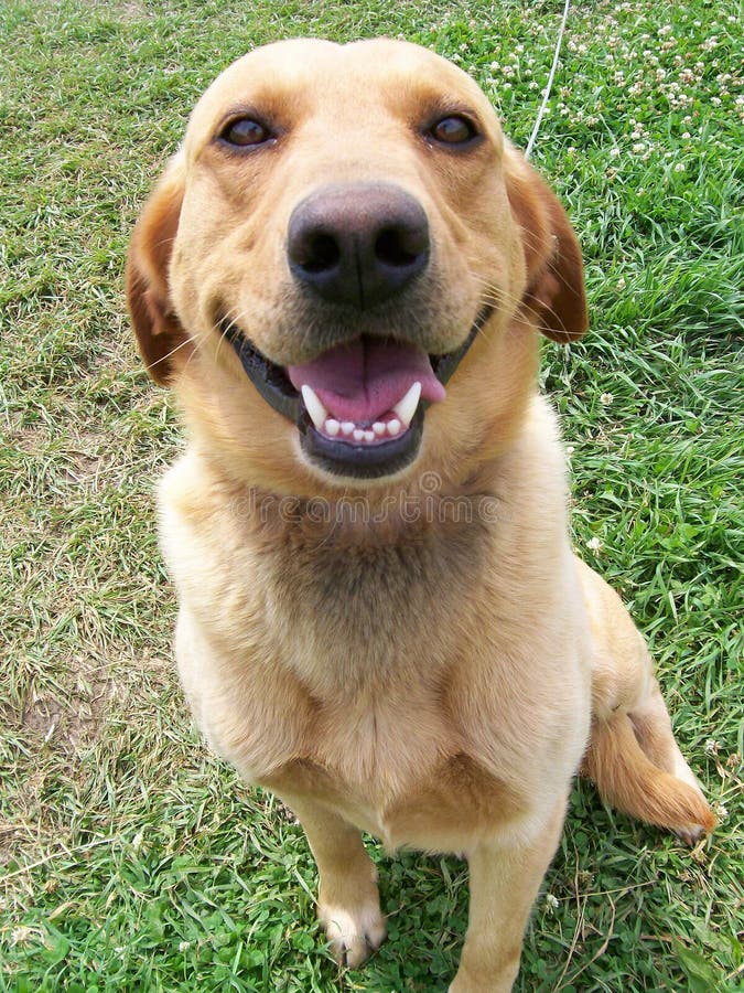 Happy dog. stock image. Image of staying, toothy, obedient - 7133701