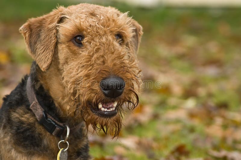 Happy Airedale Terrier Dog in Autumn Setting Stock Image - Image of ...