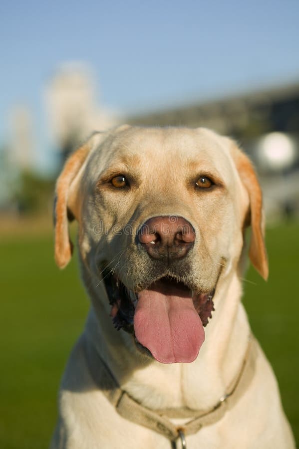 Happy Dog stock photo. Image of leash, spring, retriever - 7659304