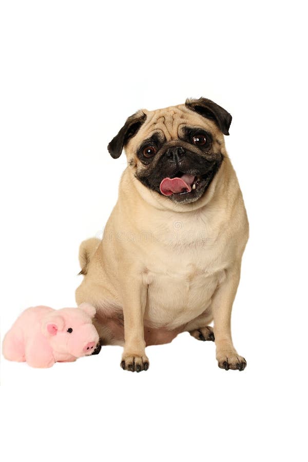 Happy Dog stock image. Image of companion, closeup, spoiled - 8707363