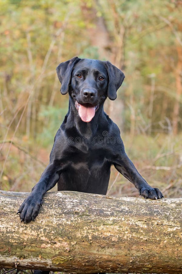 Shinydog Stock Photos - Free & Royalty-Free Stock Photos from Dreamstime