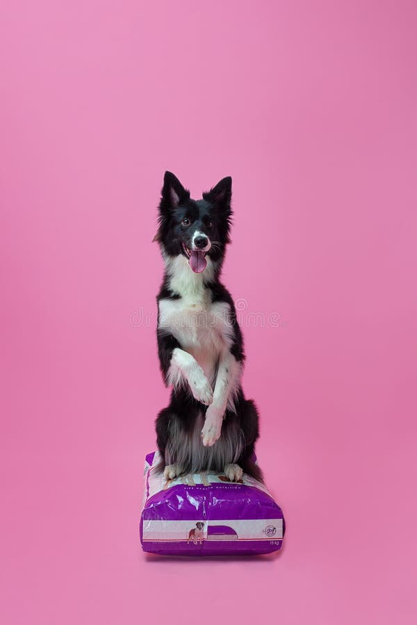 Happy Dog: Border Collie on Pink Solid Background Stock Photo - Image ...