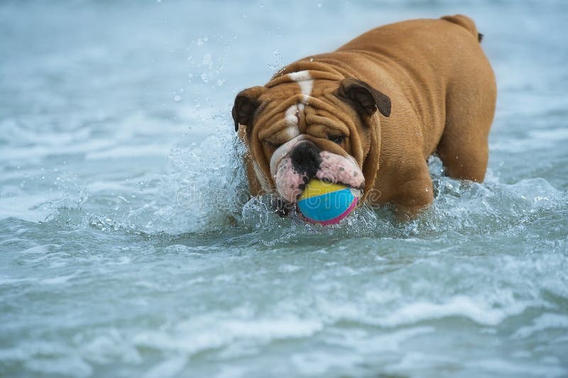 Happy Dog Bulldog Playing at the Sea Stock Photo - Image of seaside ...