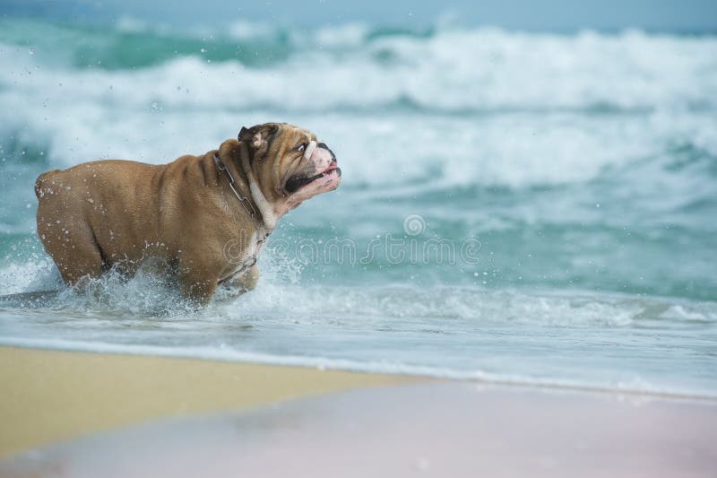 Happy Dog Bulldog Running at the Sea Stock Image - Image of ocean, swim ...