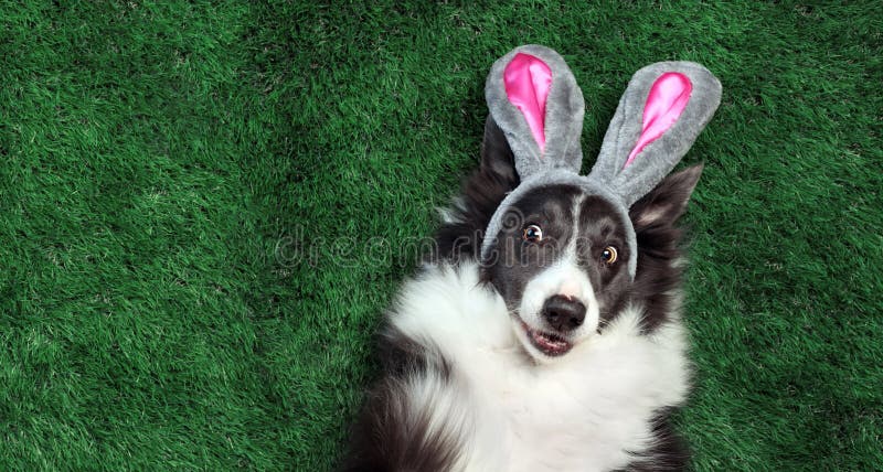 Dog with Bunny Ears Laying on Grass Stock Photo - Image of holiday ...