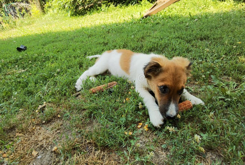 Happy dog chewing stock photo. Image of mammal, sports - 258104120