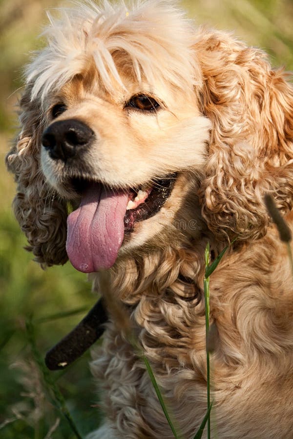 Happy dog stock image. Image of happiness, playful, spring - 32243677