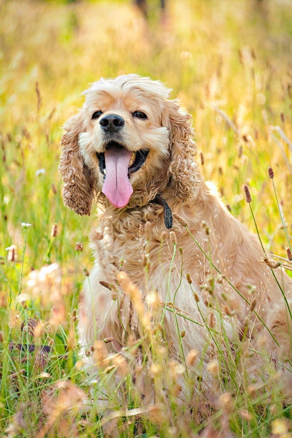 Cocker Spaniel stock photo. Image of doggy, pets, hairy - 5101140