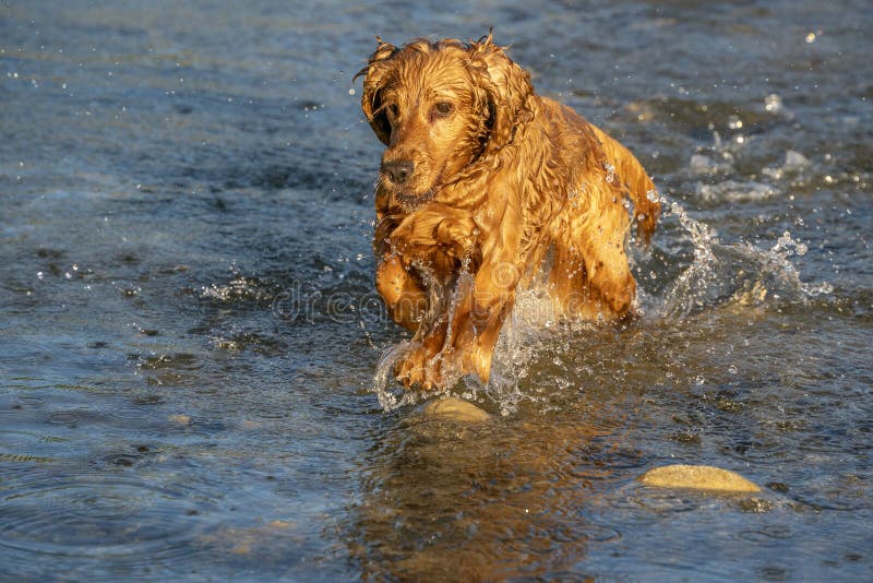 Happy Dog Cocker Spaniel Having Fun at the River Stock Photo - Image of ...