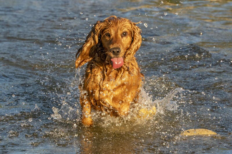 Happy Dog Cocker Spaniel Having Fun at the River Stock Image - Image of ...