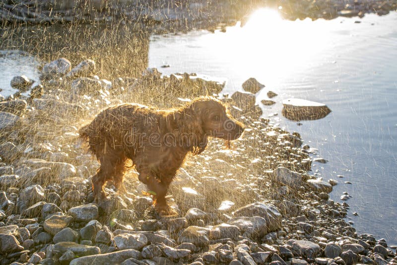 Happy Dog Cocker Spaniel Having Fun at the River Stock Photo - Image of ...