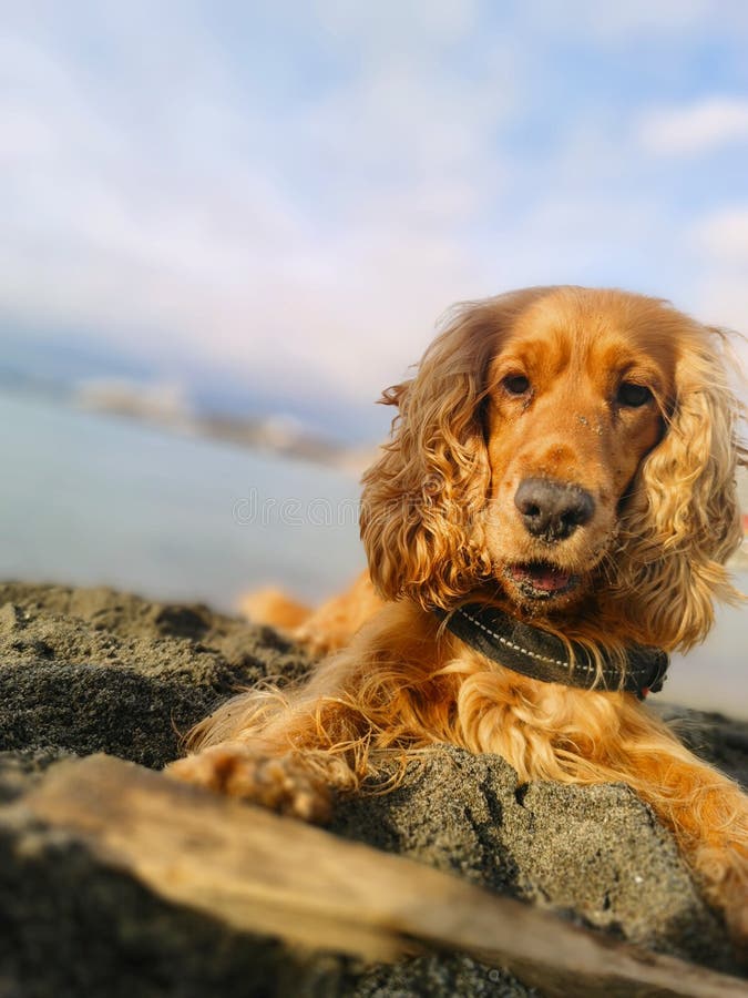 Happy Dog Cocker Spaniel on the Beach Stock Photo - Image of purebred ...